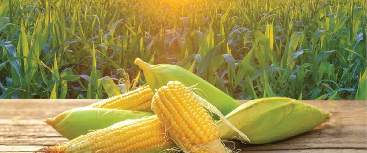 How to Grow Maize in India: A Guide to Corn Production