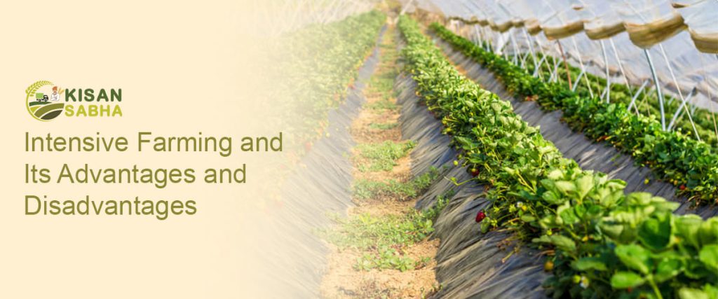 Intensive Farming and Its Advantages and Disadvantages – KisanSabha Blog