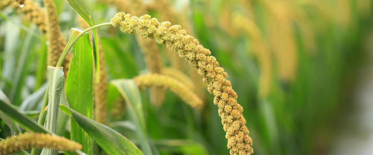 Millets: The Food Source of the Future and Their Characteristics