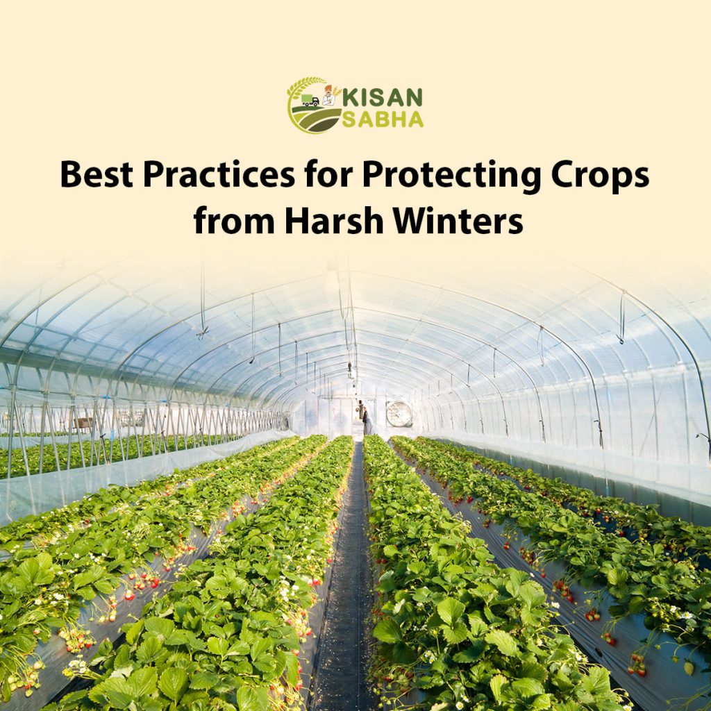 Best Practices for Protecting Crops from Harsh Winters – KisanSabha Blog