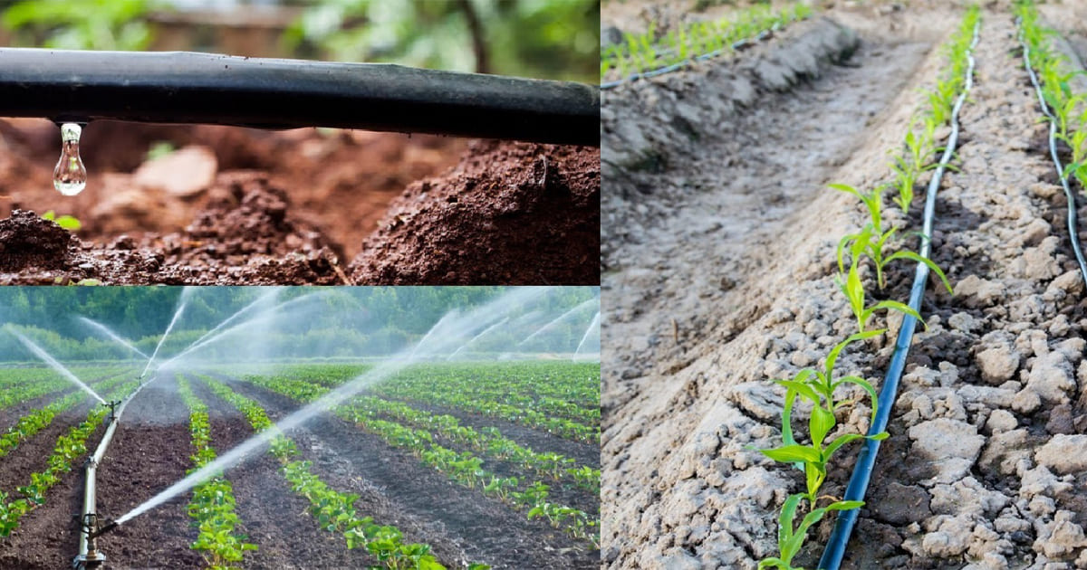 Drip Irrigation: What It Is, Benefits, and Challenges