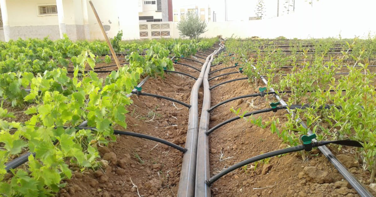 Drip Irrigation: What It Is, Benefits, and Challenges