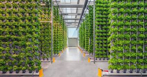 Vertical Farming in India: Technology, Benefits & Best Crops