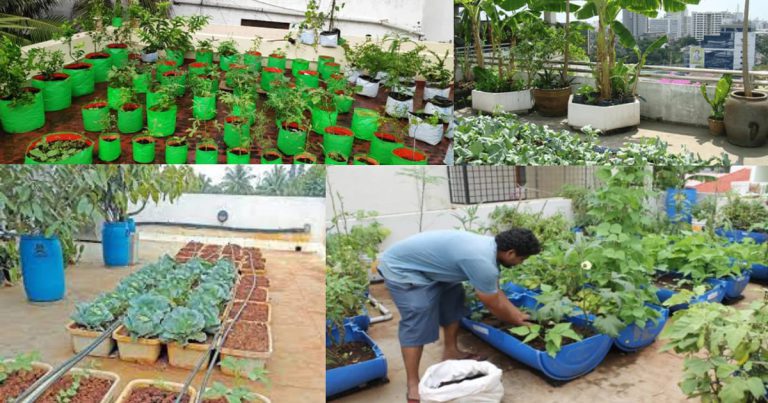 The Ultimate Guide to Terrace Farming in India – KisanSabha Blog