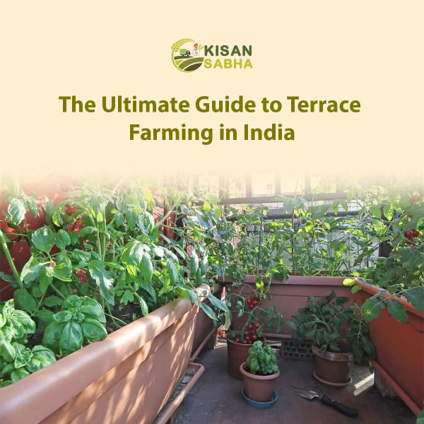 The Ultimate Guide to Terrace Farming in India