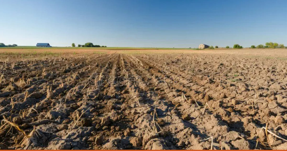 Dryland Farming: A Smart Solution for Water-Scarce Agriculture