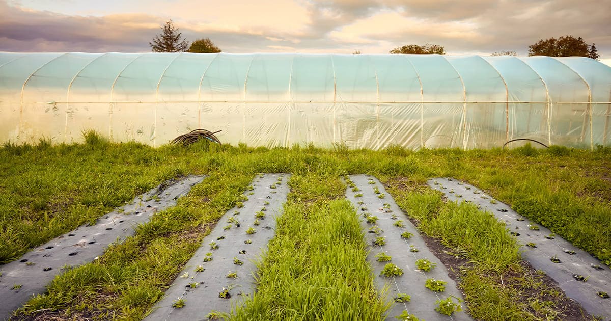 Polyhouse Farming: Transforming Agriculture with Protected Cultivation