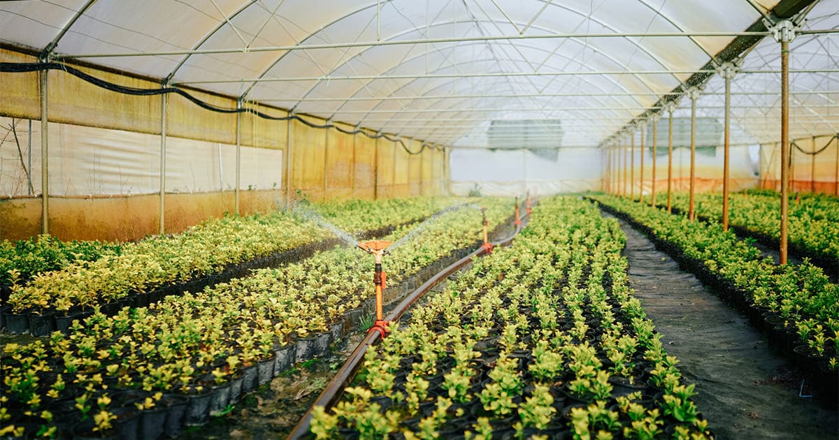 Polyhouse Farming: Transforming Agriculture with Protected Cultivation
