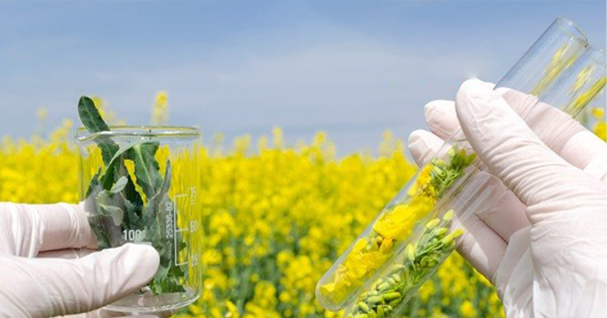How does Biotechnology Adoption on the Agriculture Marketplace?